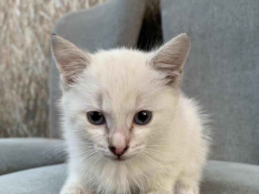 Сиамский котенок девочка