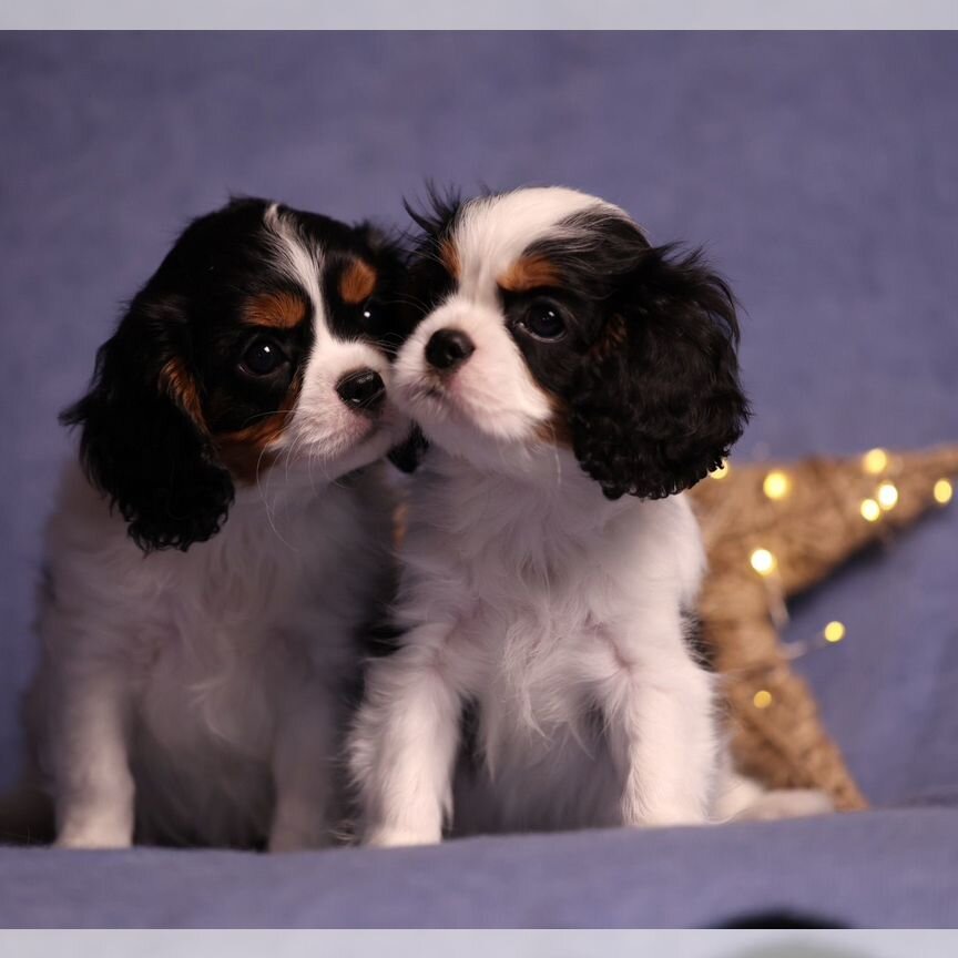 Кавалер кинг-чарльз-спаниель, щенок