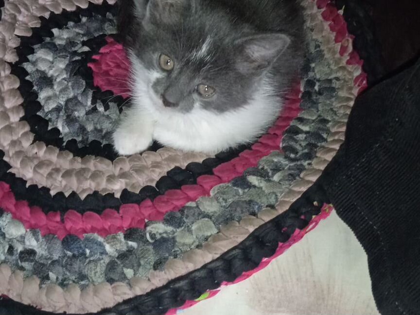Котёнок в добрые руки бесплатно