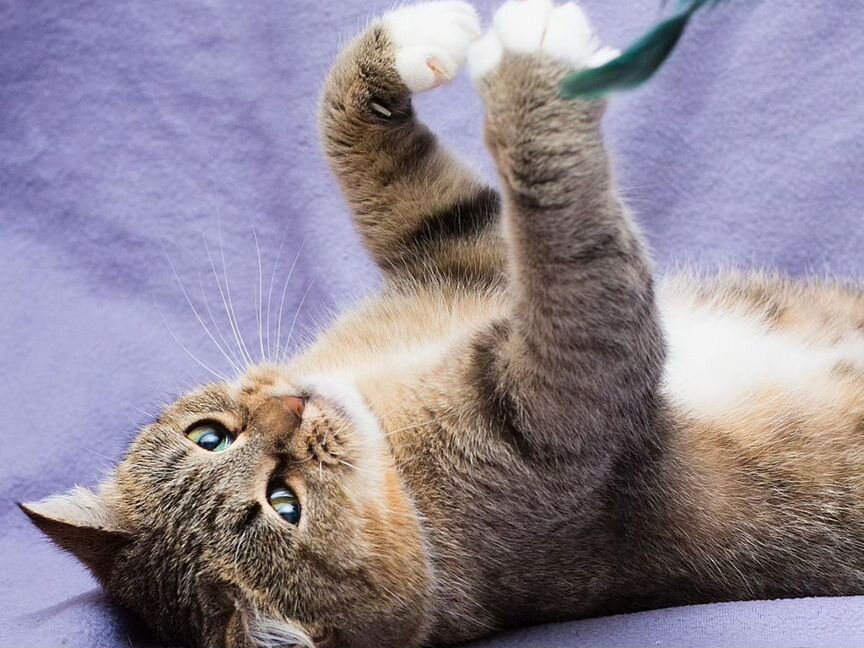 Особенную Конфетку никто не хочет забирать