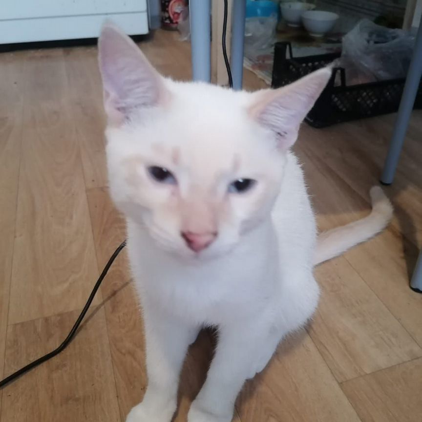 Отдам кота в добрые руки черный