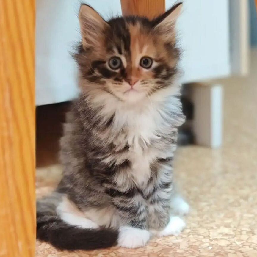 Мейн-кун котёнок