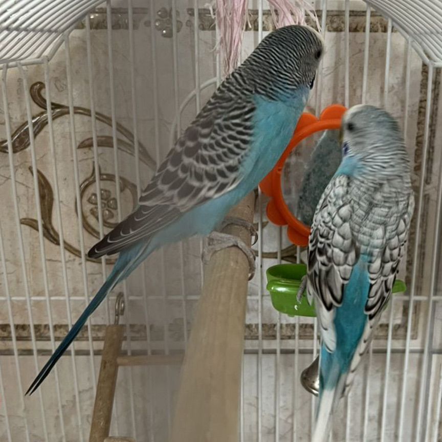 Волнистые попугаи пара