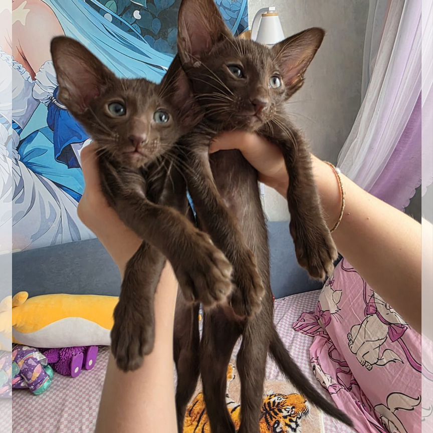 Ориентальный котёнок