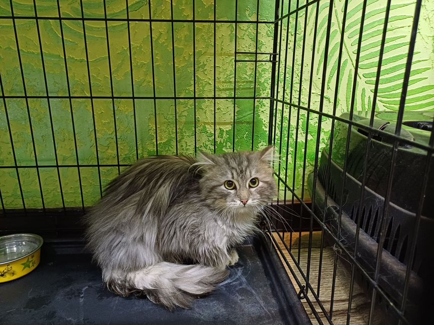 Пушистый котик в добрые руки