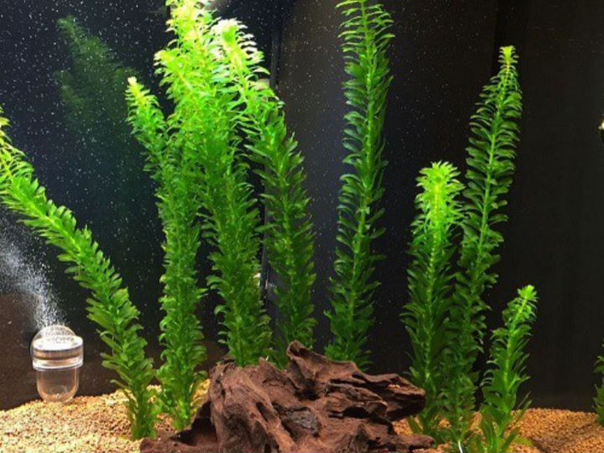 Элодея канадская