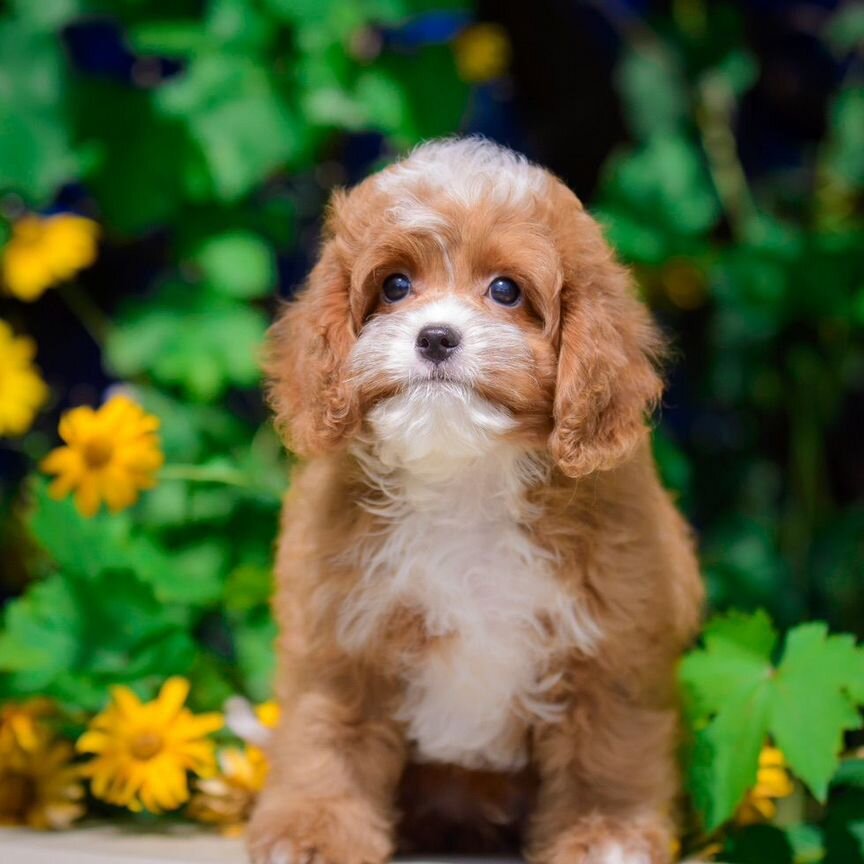 Щенки кавапу