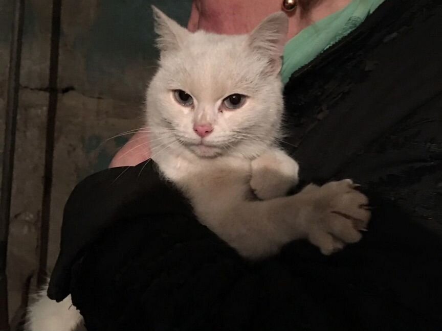 Бедная котейка ищет дом
