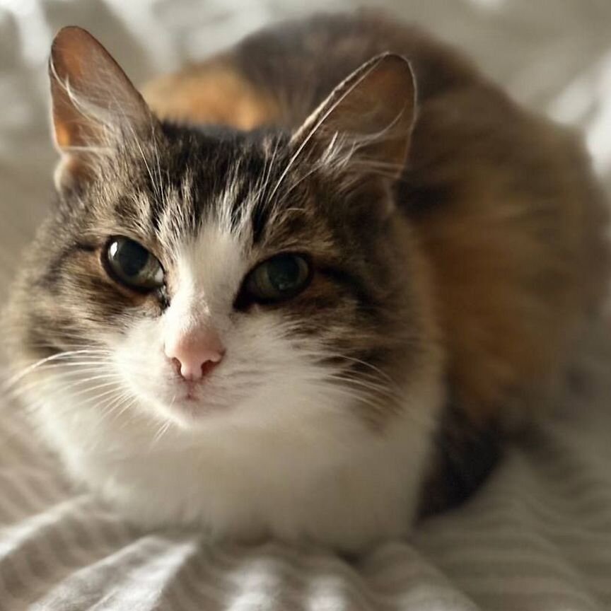 Взрослая кошка в добрые руки