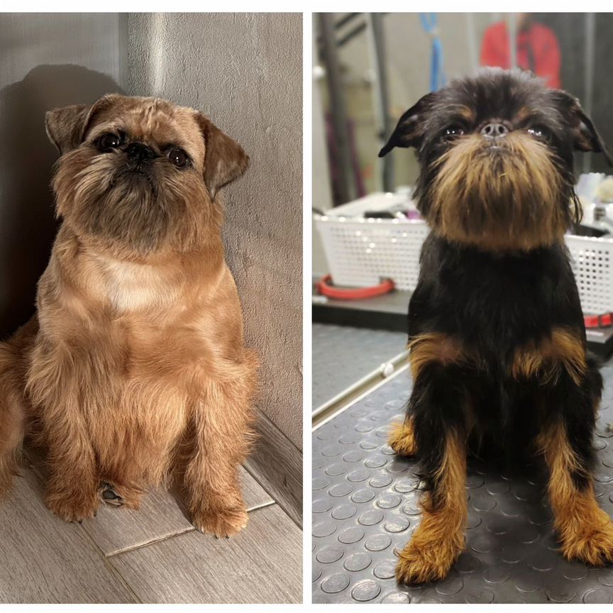 Щенки гриффона