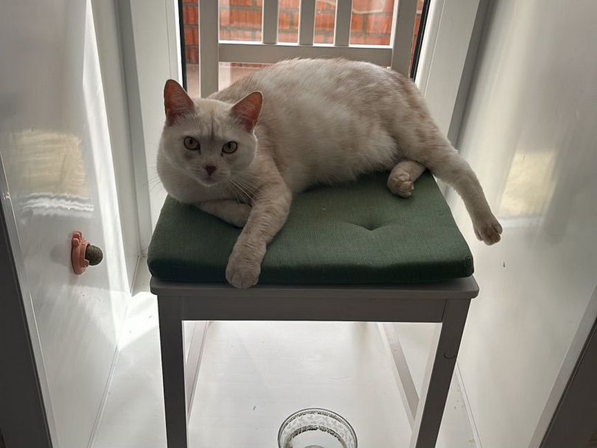 Обычный кот