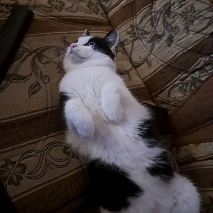 Кот