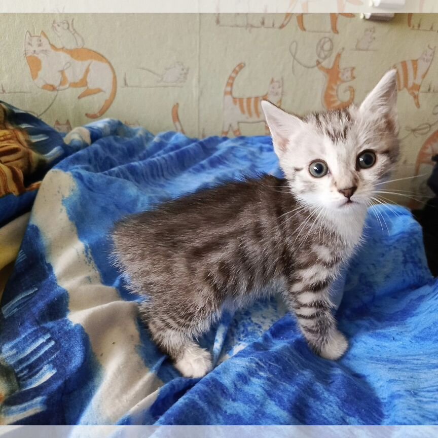 Котёнок в добрые руки