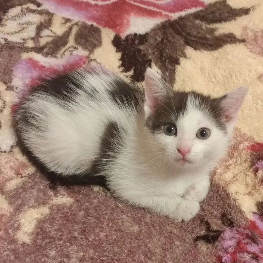 Котёнок в добрые руки