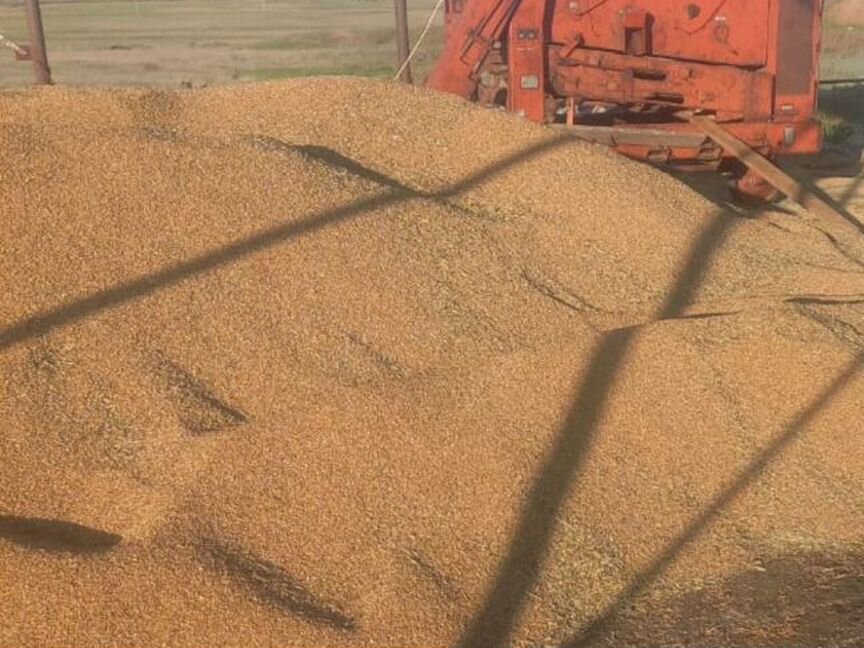 Зерно пшеница