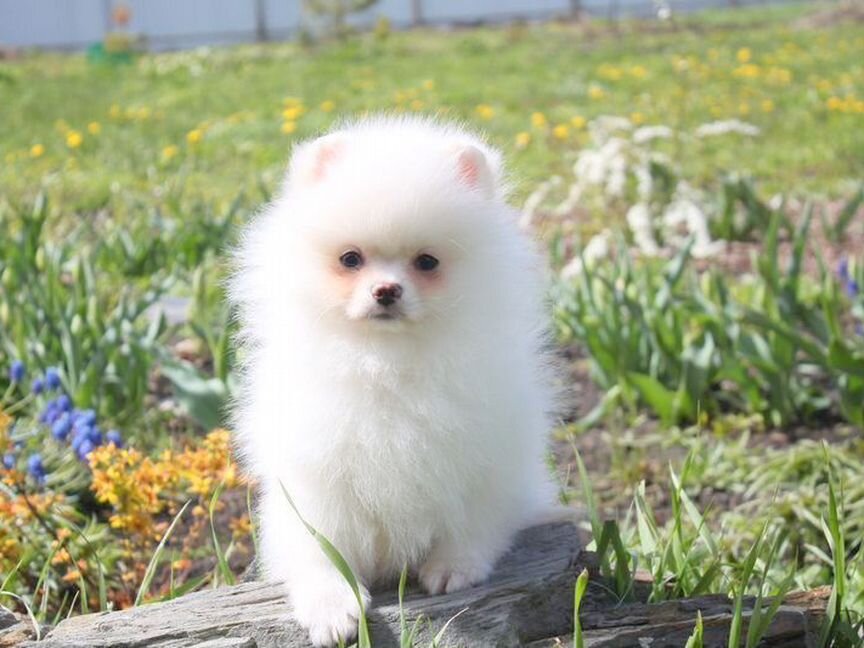 Шпиц, чудо померашки