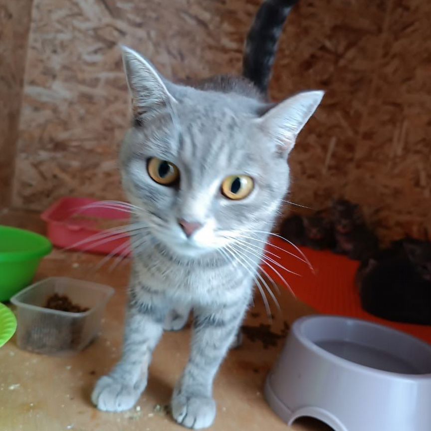 Взрослая кошка в добрые руки