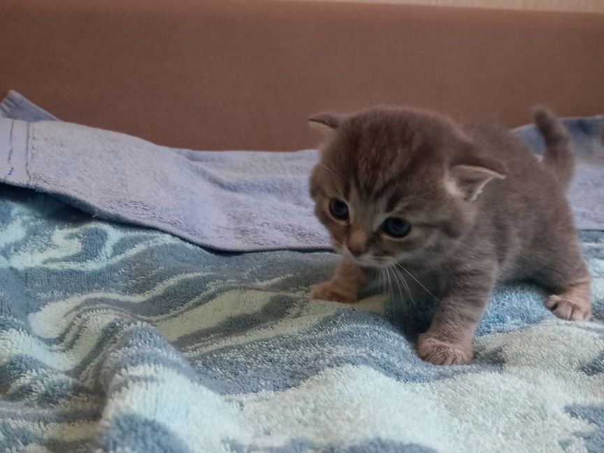 Шотландские котята