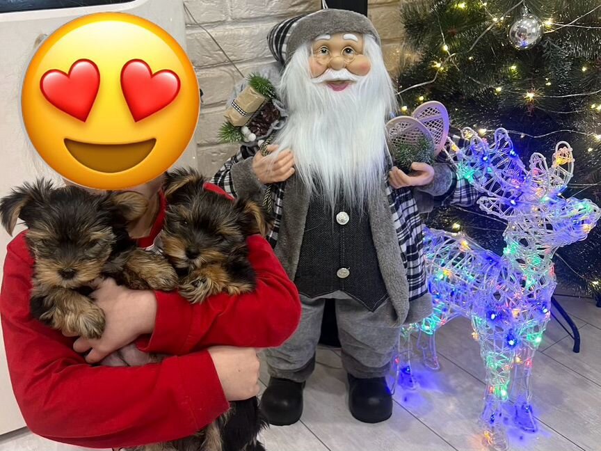 Йоркширский терьер