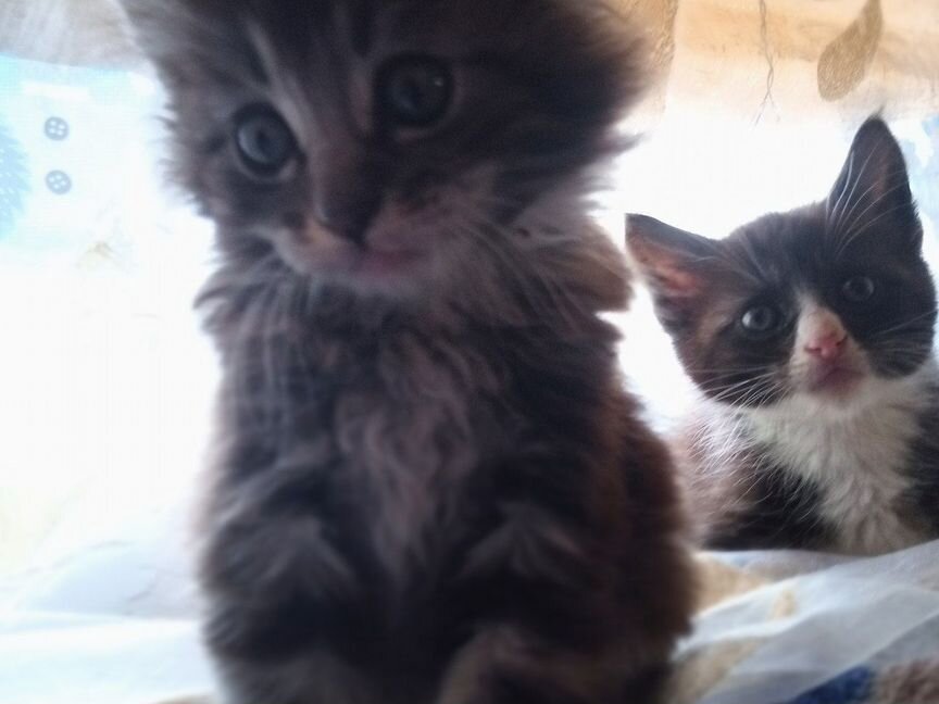 Котята мейн-кун с дворнягой