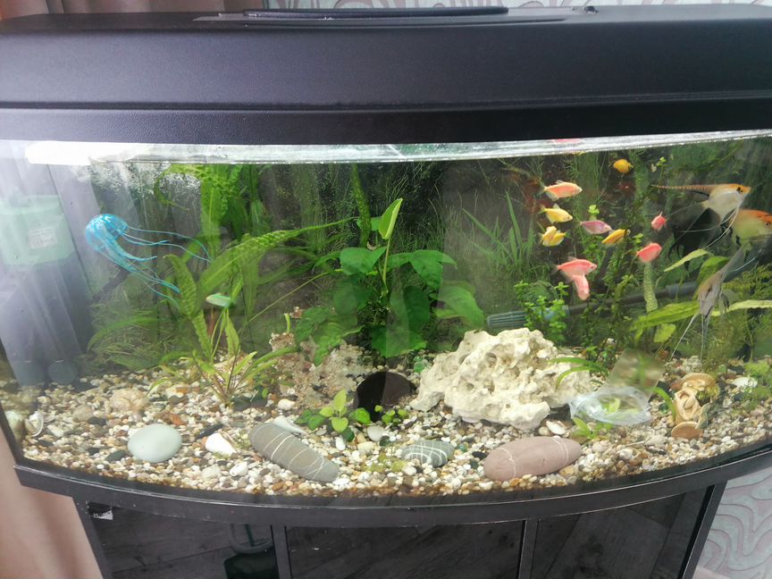 Аквариум, фильтры, рыбы,декор