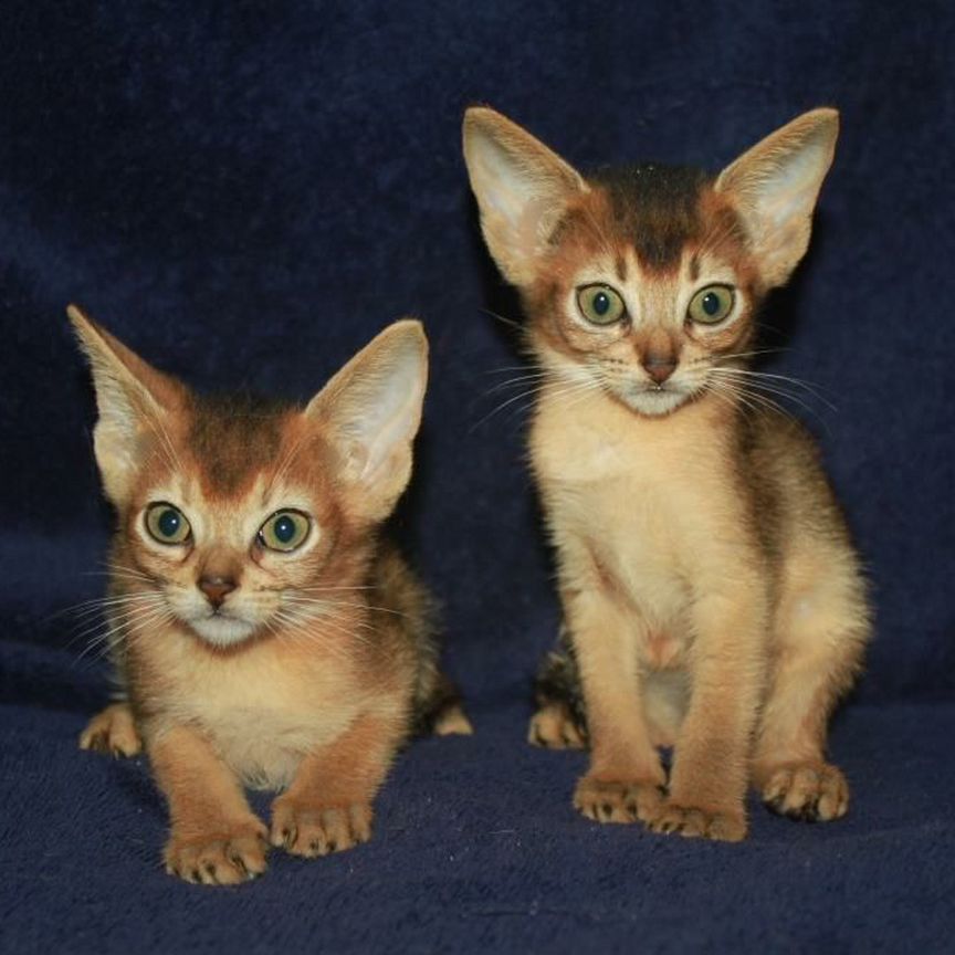 Абиссинские котята