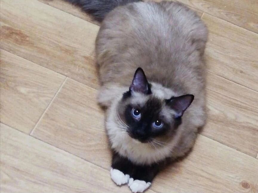 Котик Маркус в добрые руки