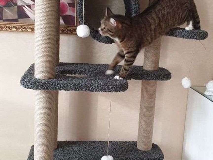 Когтеточка, домики котенка, кошка