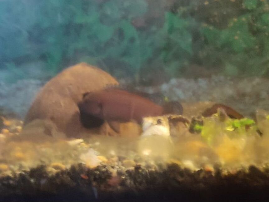 Хемихромис эксул