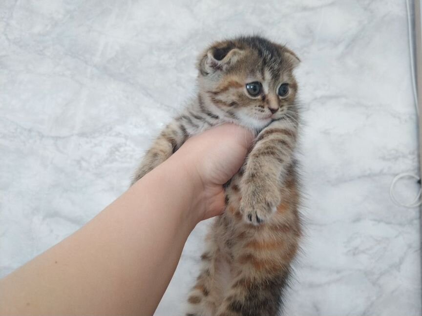 Шотландская вислоухая