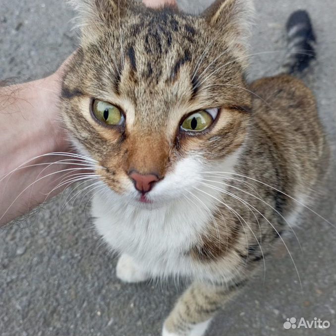 Приблудился кот, хозяин отзовись