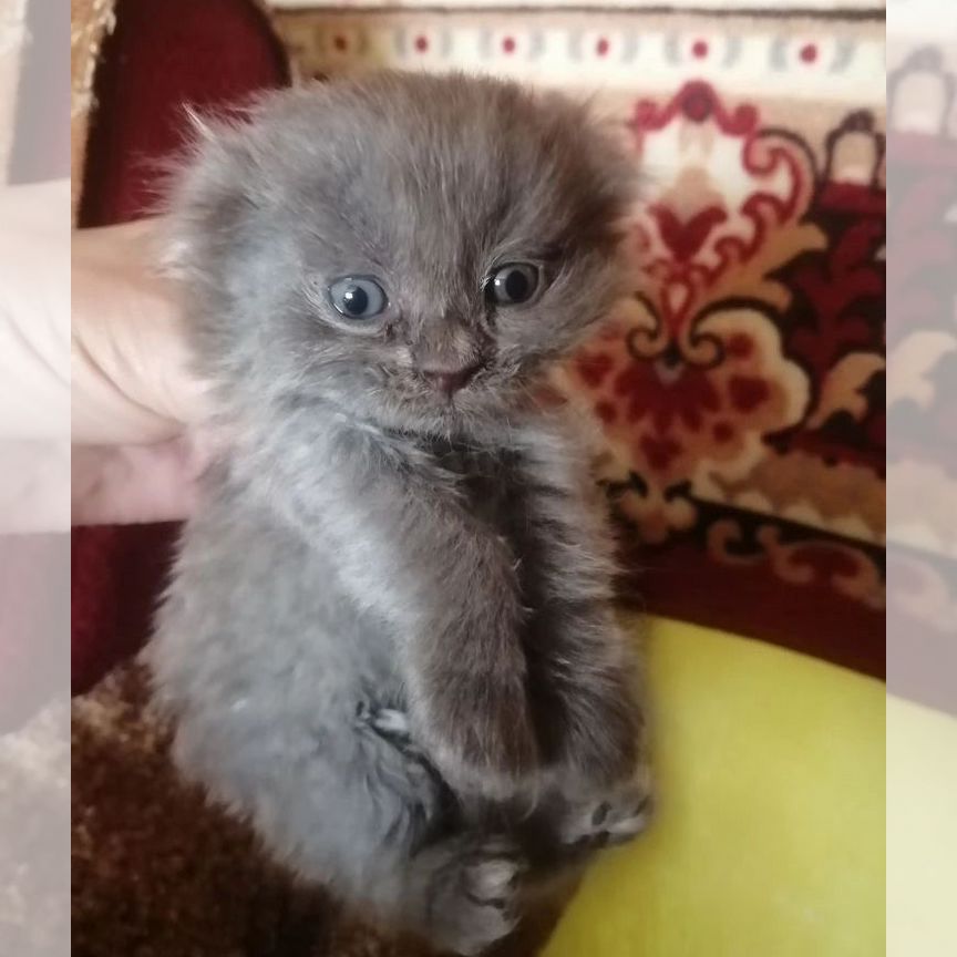 Шотландский вислоухий короткошёрстный котёнок