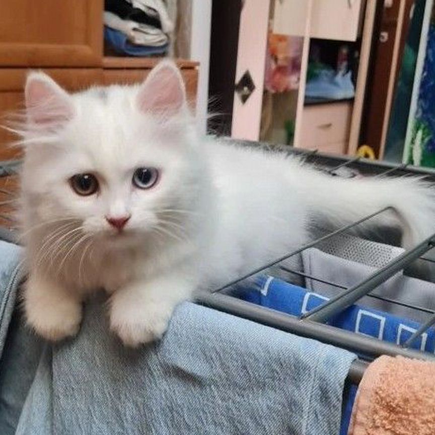 Турецкая ангора котёнок
