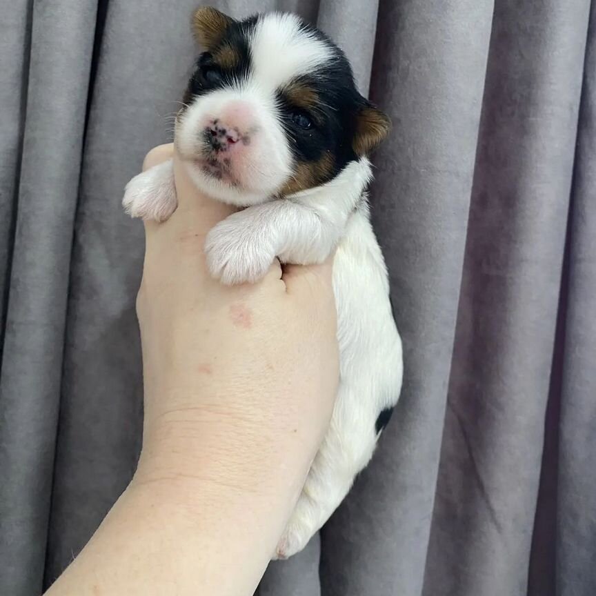 Бивер-йоркширский терьер, щенок