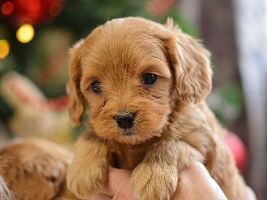 Щенки кавапу