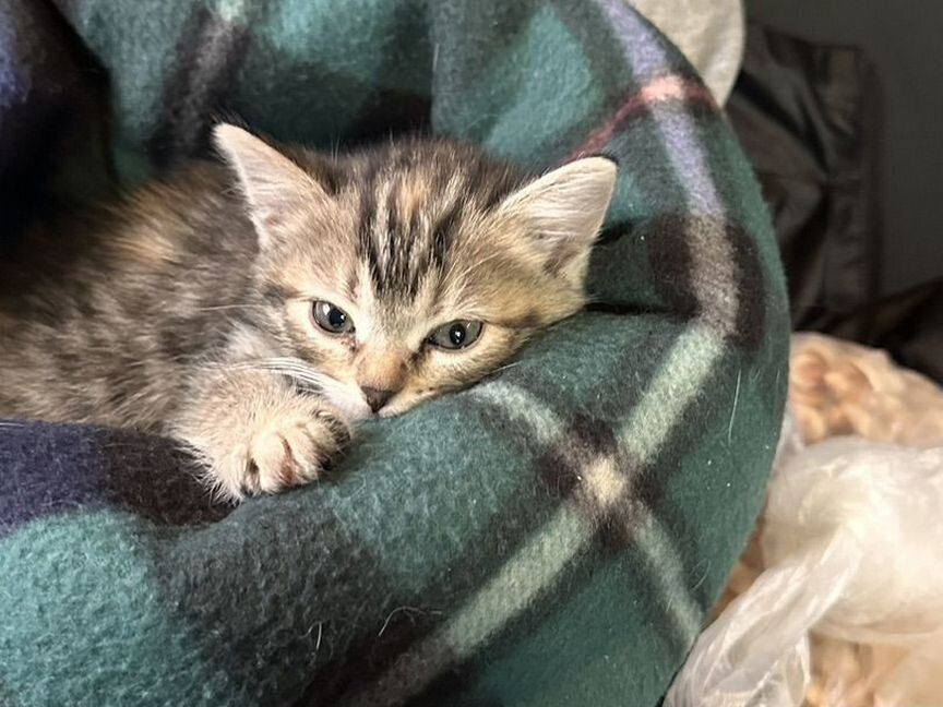 Лапочка кошка