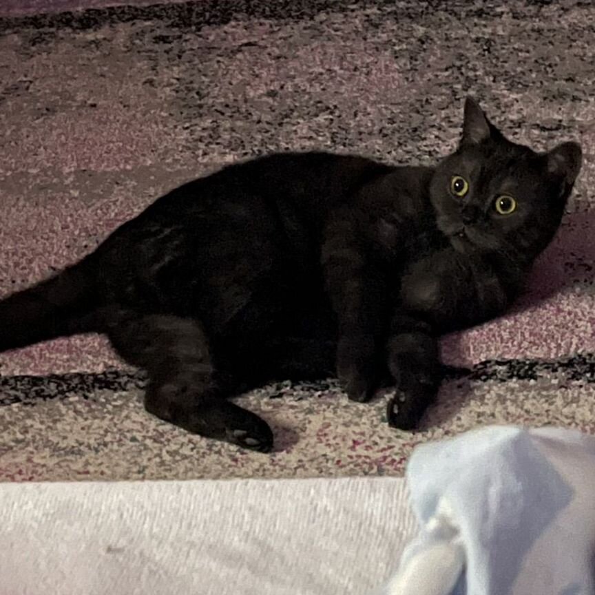 Шотландский вислоухий короткошёрстный кот, взрослый