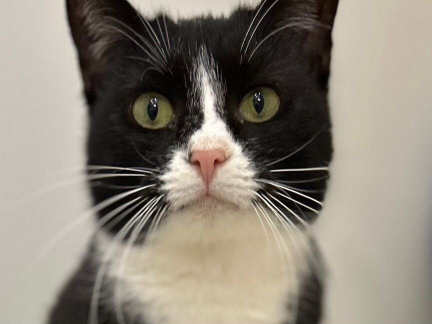 Замечательная ласковая кошечка Микаэла ищет дом