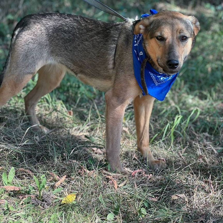 Мина, щенок из приюта в добрые руки