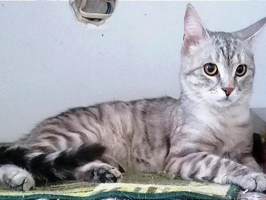 Котик ищет дом