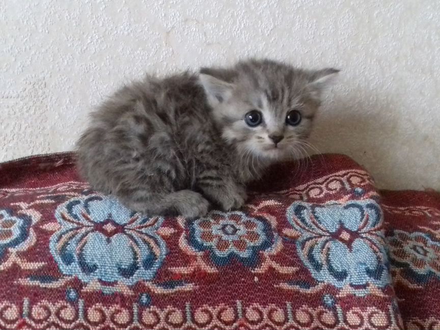 Отдам котёнка