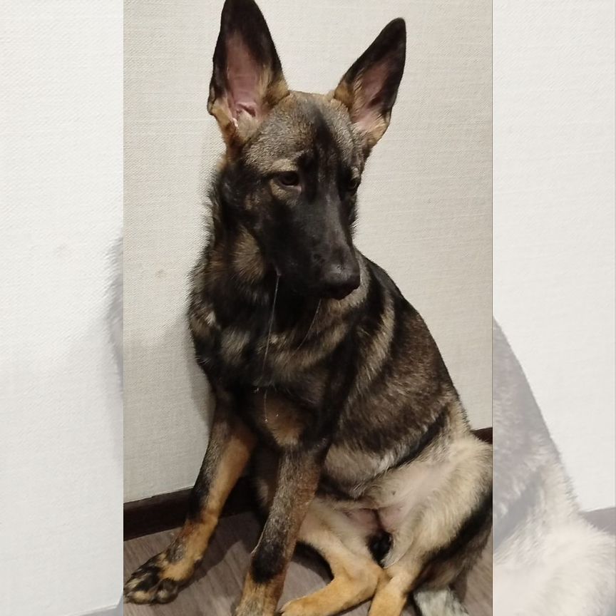 Немецкая овчарка, щенок