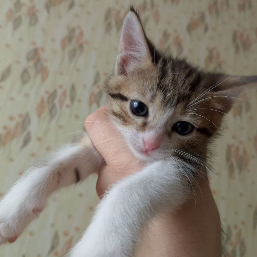 Отдам котяток. Две девочки и мальчик
