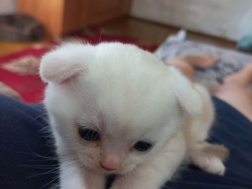 Продам котика вислоухова