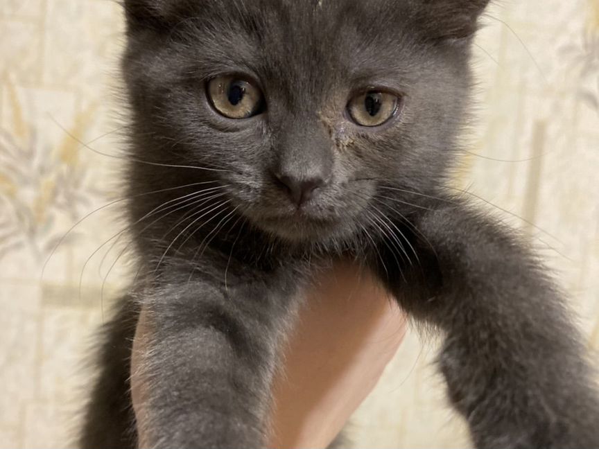 Котенок в добрые руки