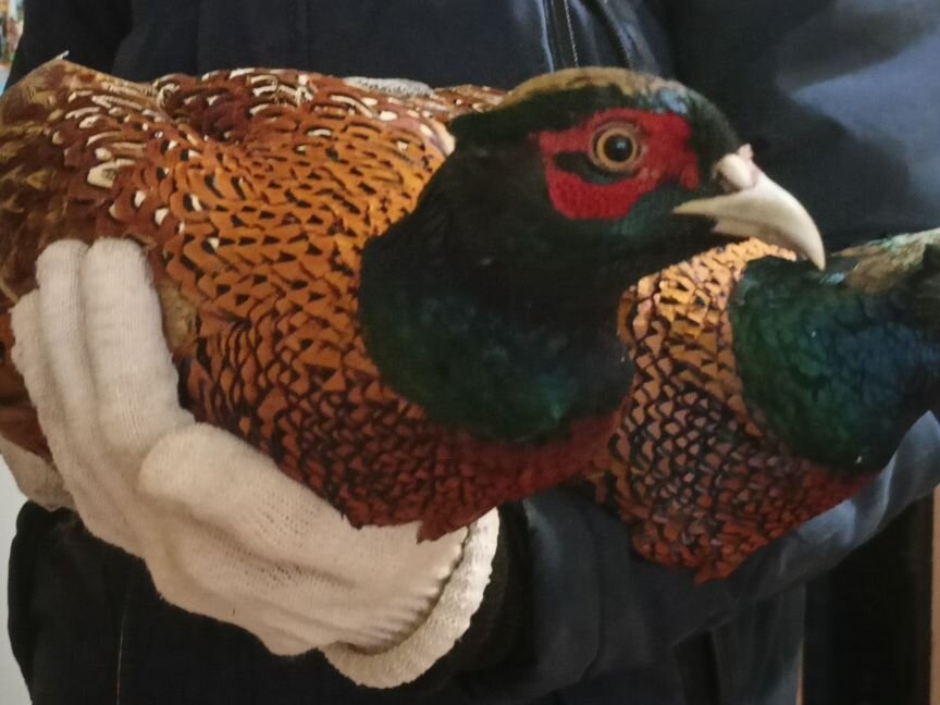 Продаются два диких фазана