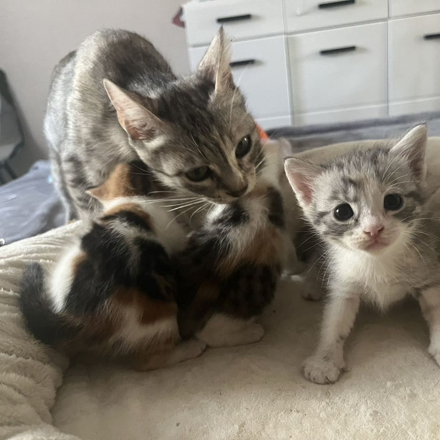 Котята ищут добрых хозяев