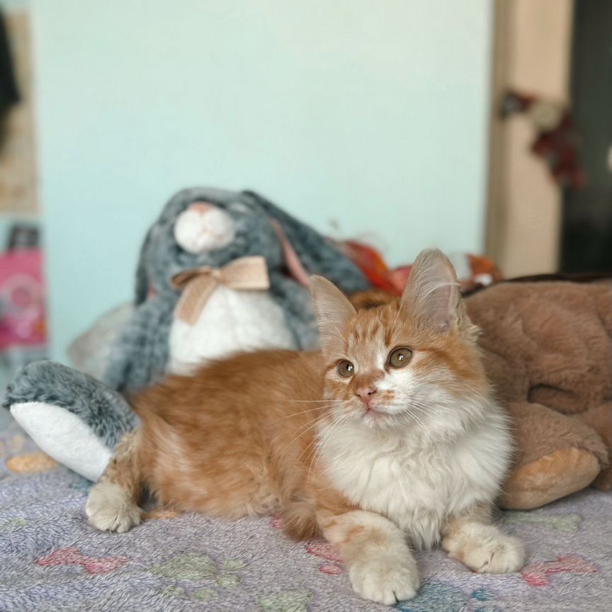 Мегаласковый пушистый рыжик