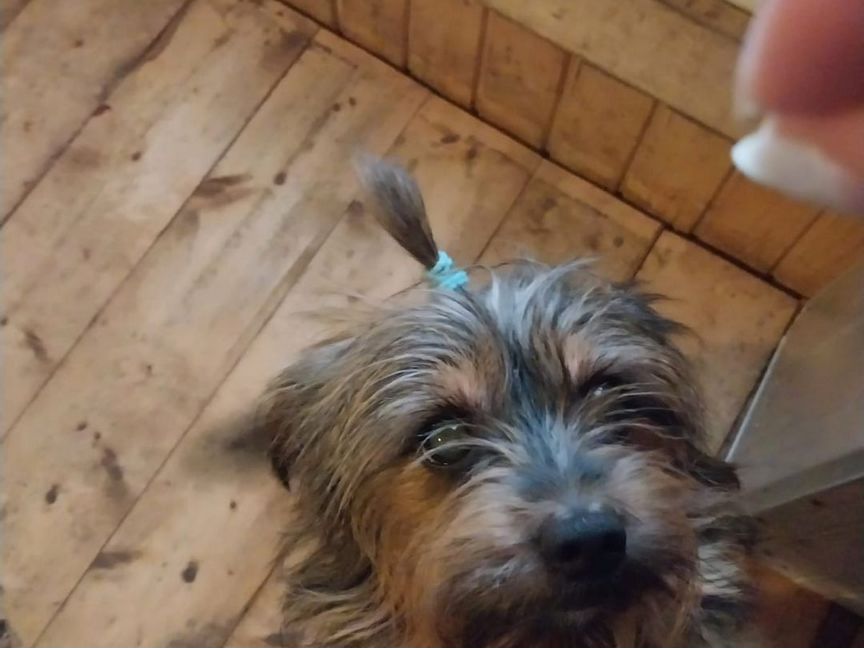 Собака йоркширский терьер