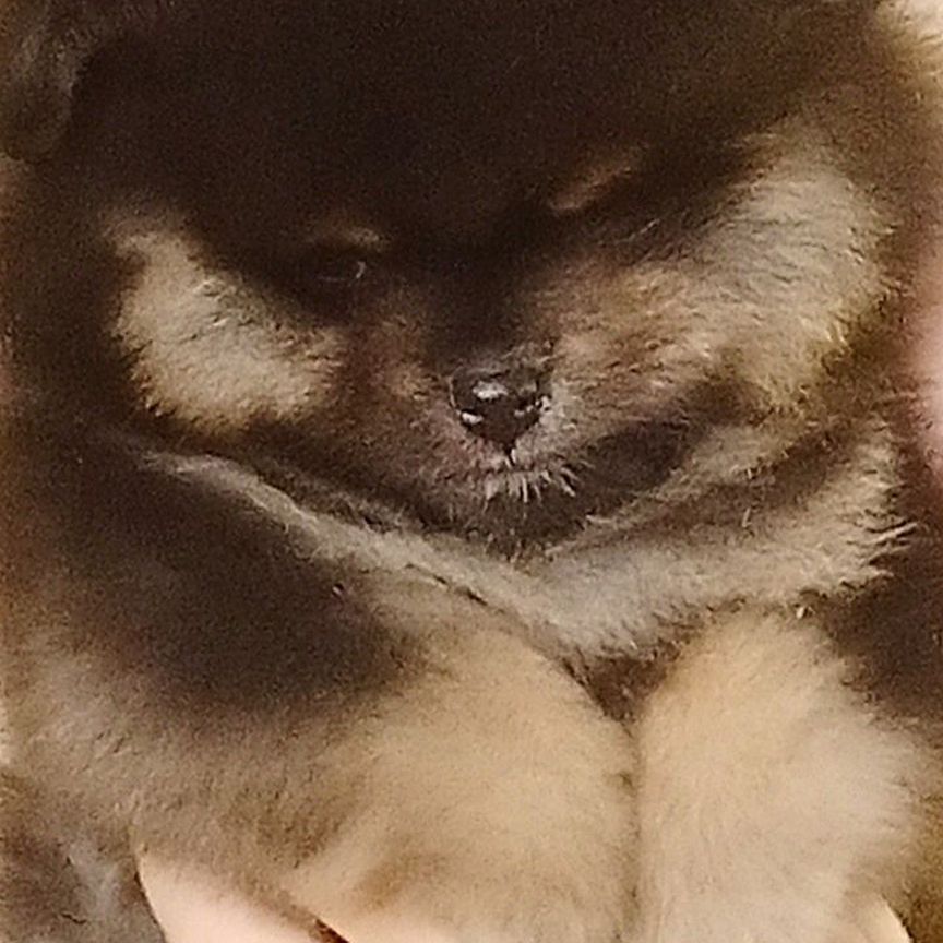 Чёрное золотко